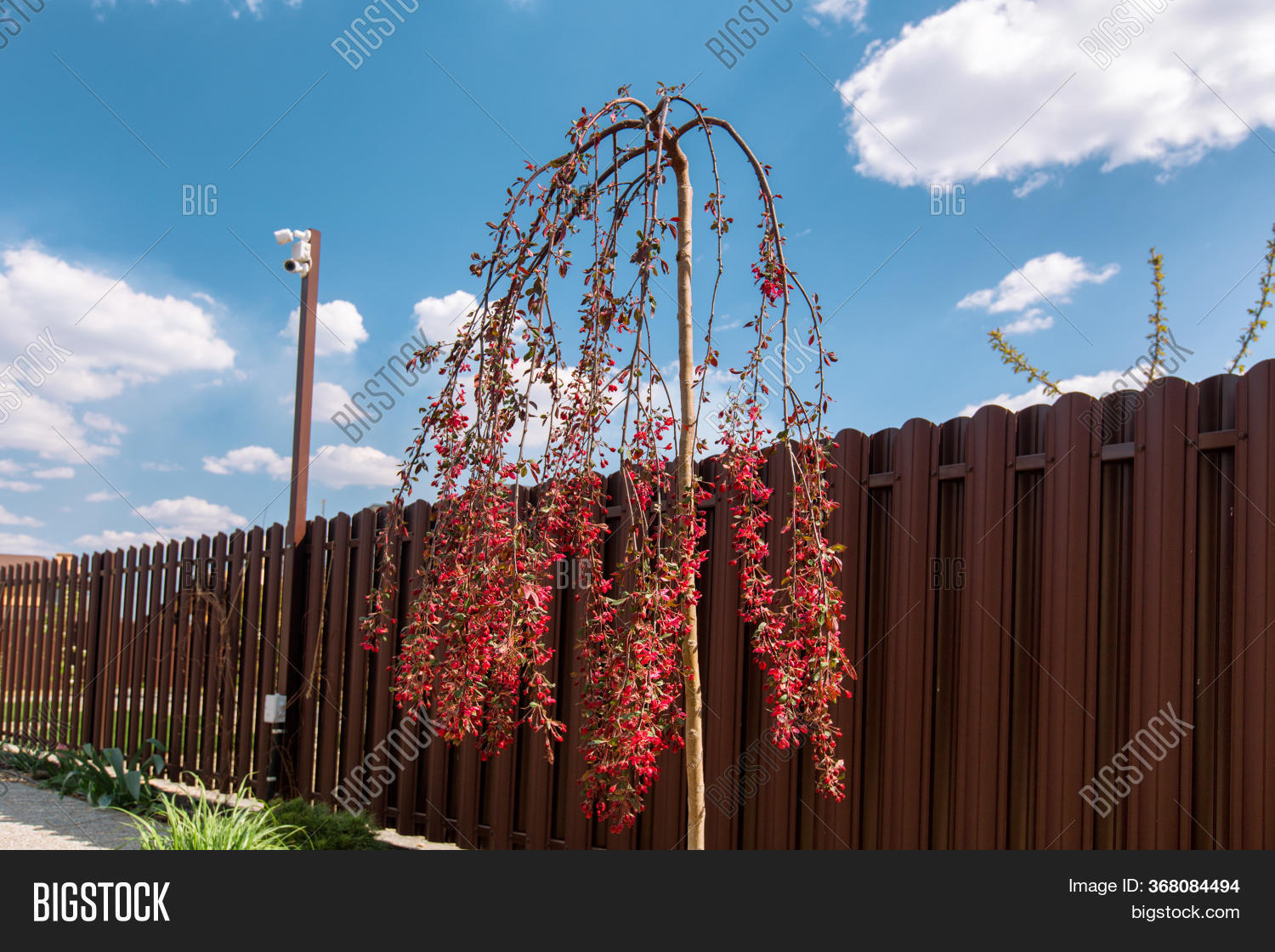 Pendulous Branches Image & Photo (Free Trial) | Bigstock