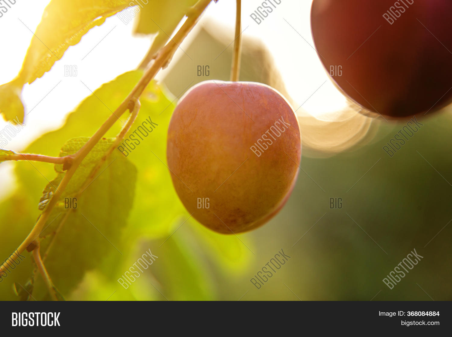 Perfect Red Plum Image & Photo (Free Trial) | Bigstock