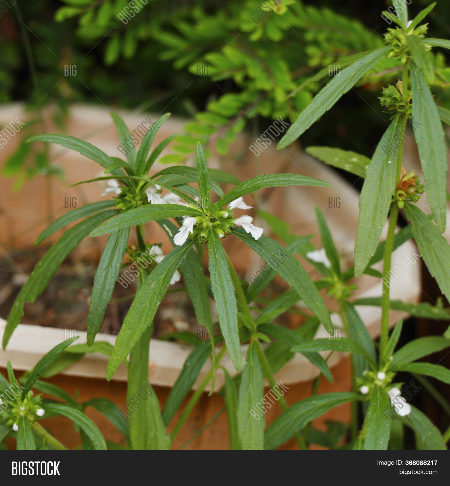 Leucas Aspera Plant Image & Photo (Free Trial) | Bigstock