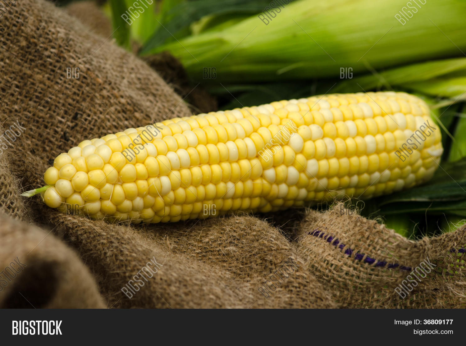 Yellow Organic Corn Image & Photo (Free Trial) | Bigstock