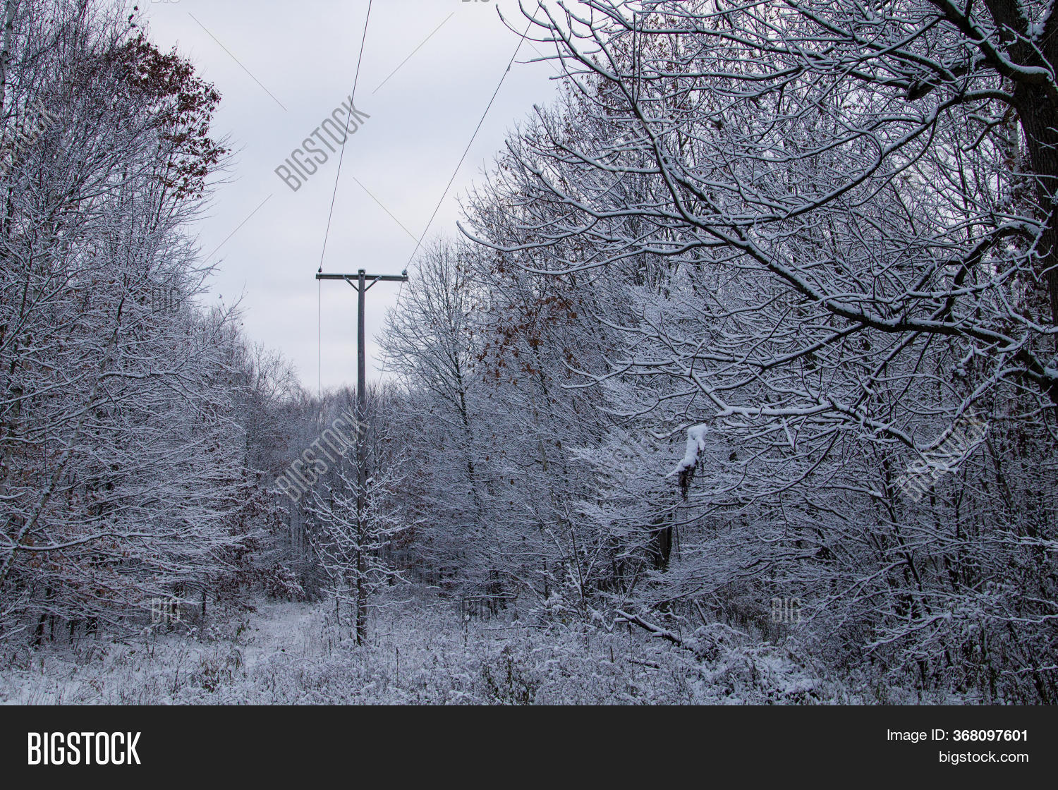 Winter Ice Storm Power Image & Photo (Free Trial) | Bigstock