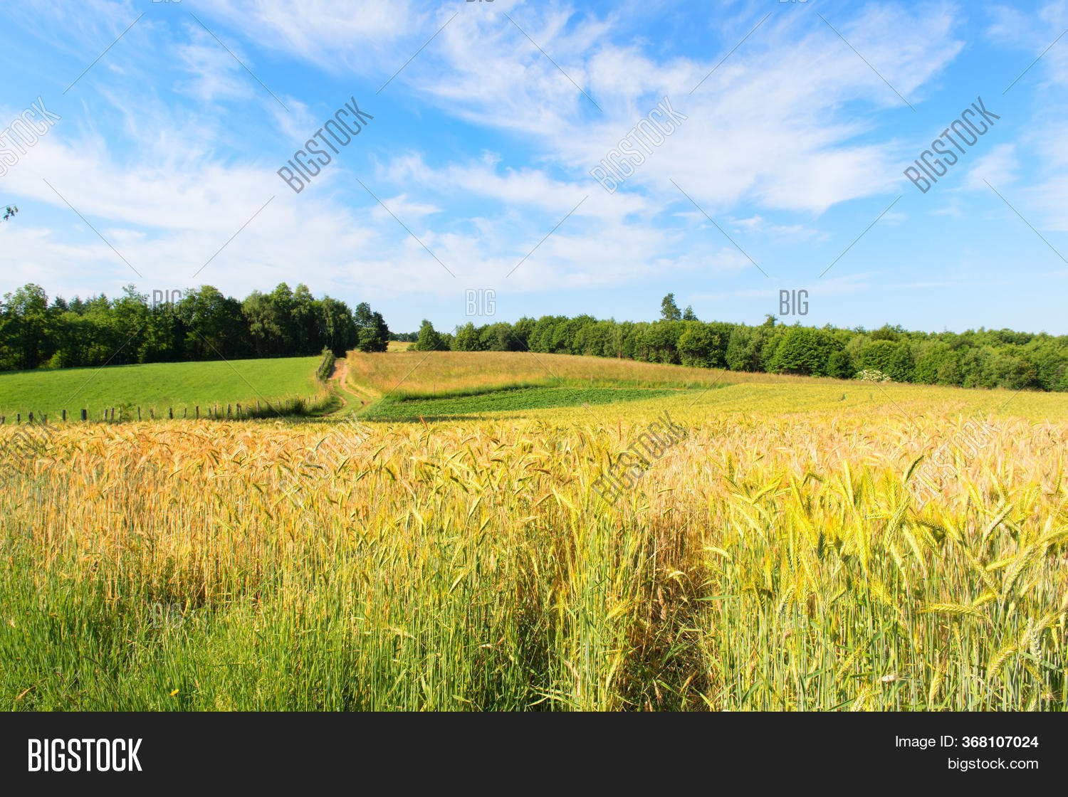 Ripe Grain Field Image & Photo (Free Trial) | Bigstock