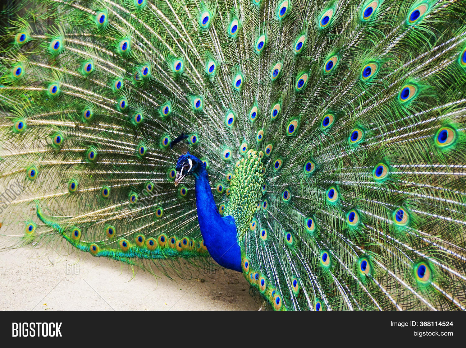 Male Peacocok Bird Image & Photo (Free Trial) | Bigstock