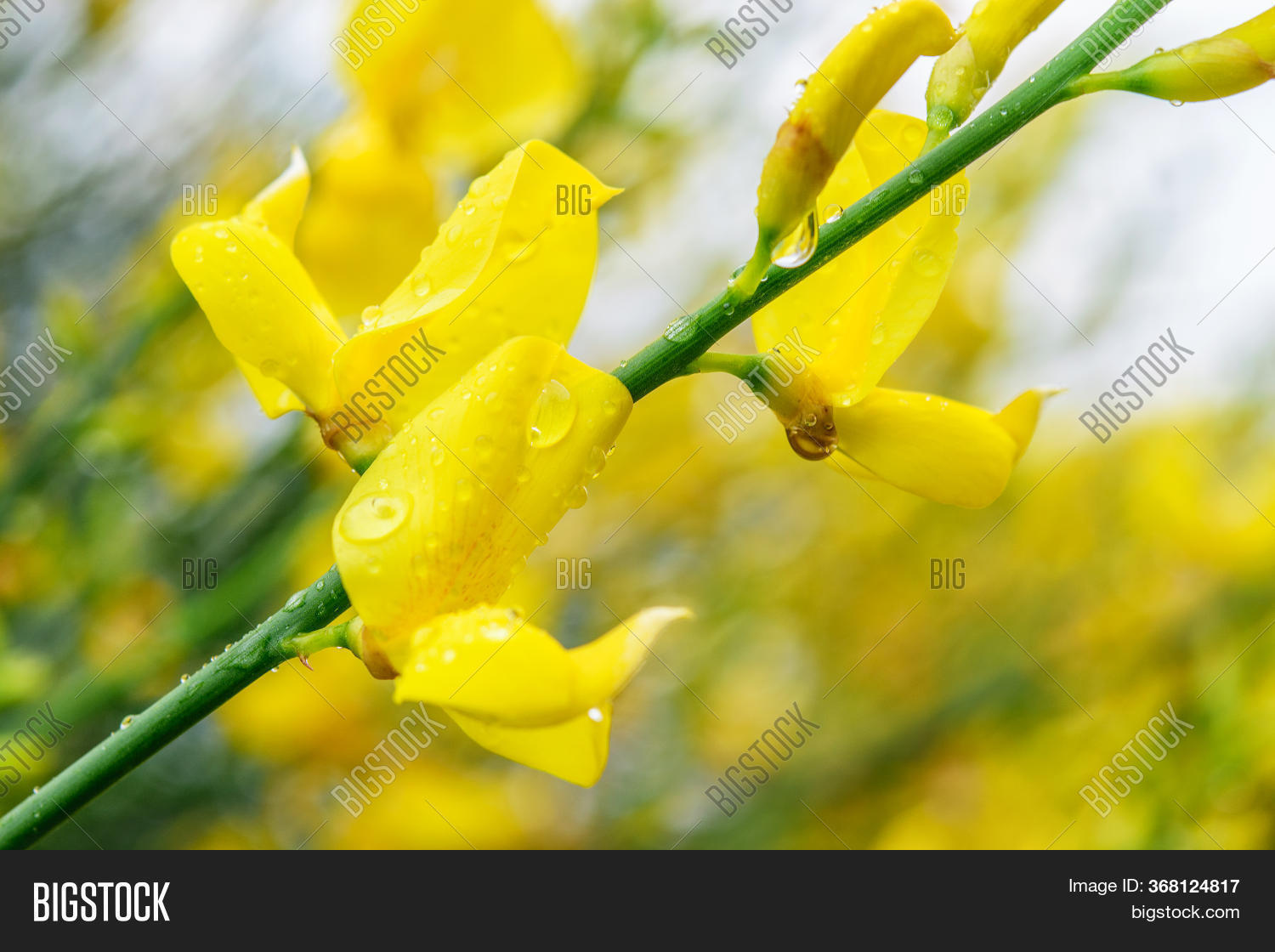 Branch Yellow Acacia Image & Photo (Free Trial) | Bigstock