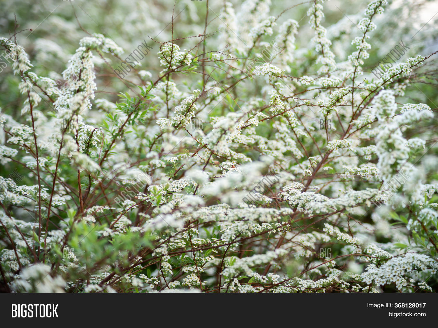 Spiraea Prunifolia Image & Photo (Free Trial) | Bigstock