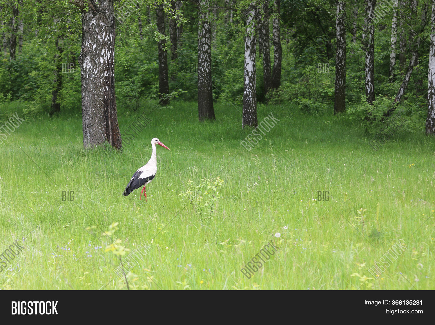 Lonely Stork Natural Image & Photo (Free Trial) | Bigstock