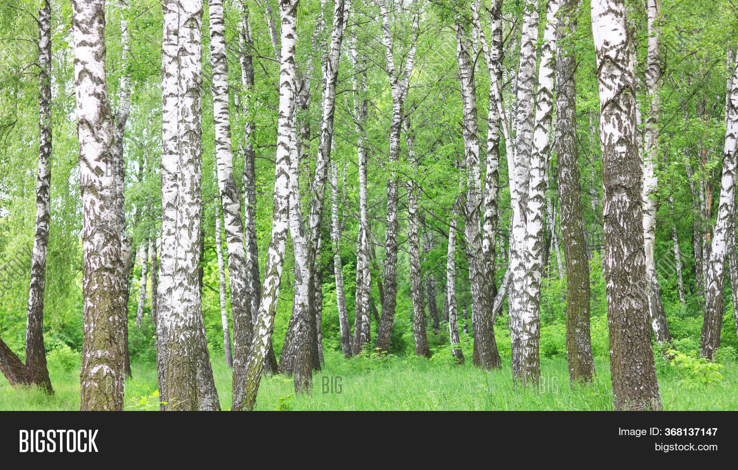 Beautiful Birch Trees Image & Photo (Free Trial) | Bigstock