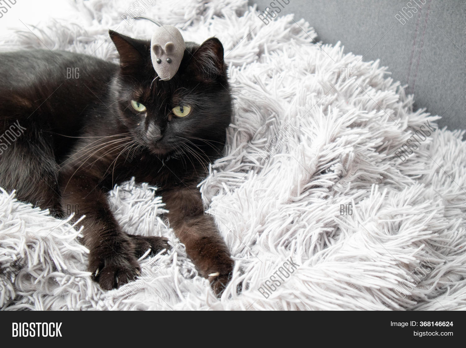 Black Cat Gray Mouse Image & Photo (Free Trial) | Bigstock