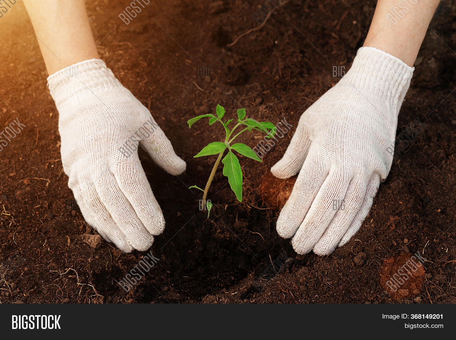 Farmer Planting Young Image & Photo (Free Trial) | Bigstock