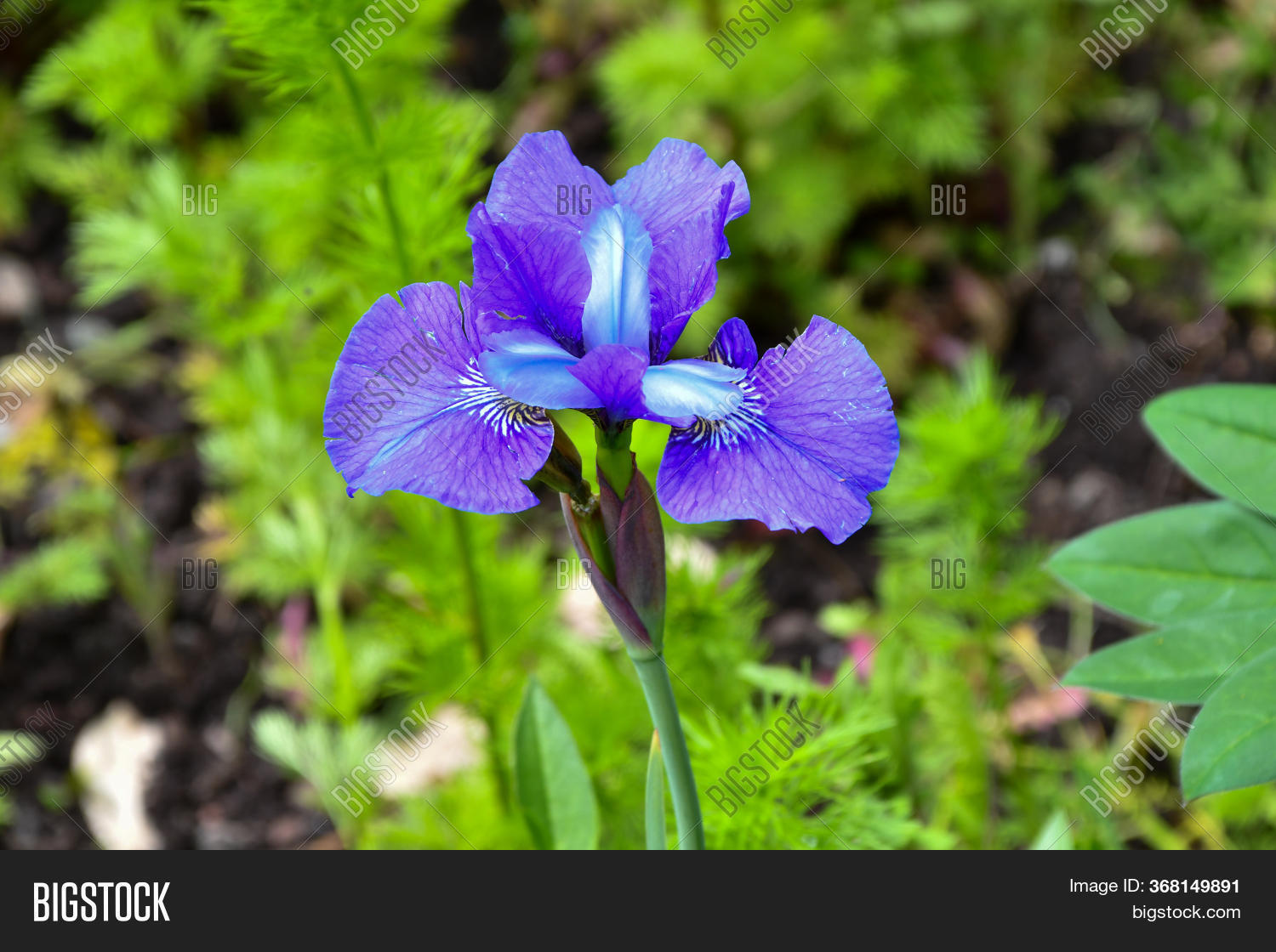 Purple Siberian Iris Image & Photo (Free Trial) | Bigstock
