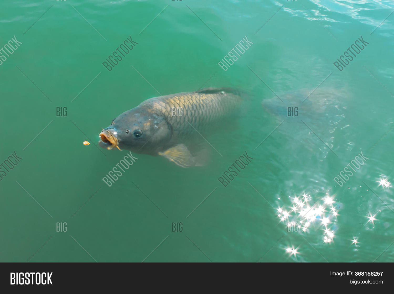 Freshwater Carp Big Image & Photo (Free Trial) | Bigstock