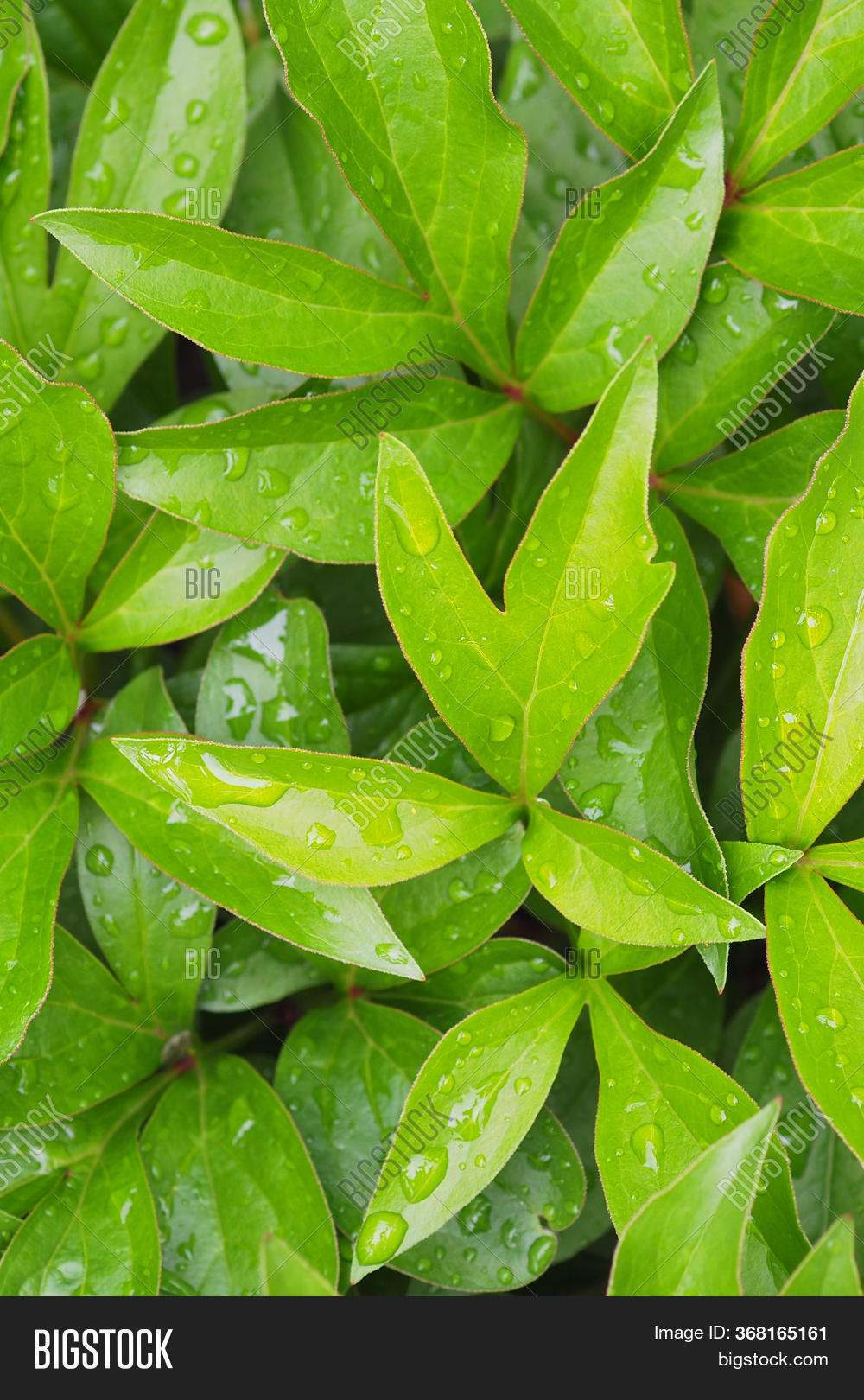 Peony Foliage Close-. Image & Photo (Free Trial) | Bigstock