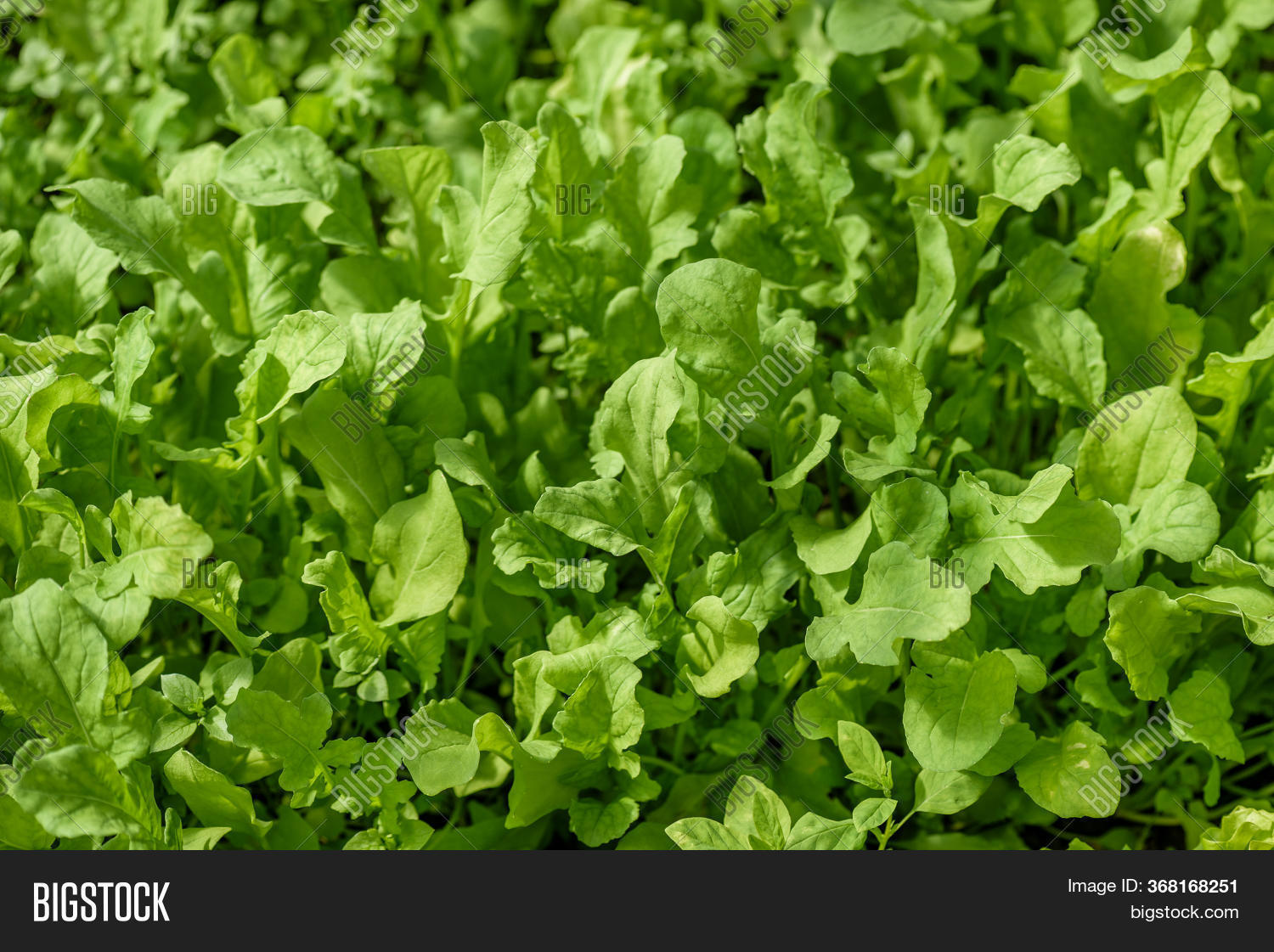 Young, Green Rucola Image & Photo (Free Trial) | Bigstock