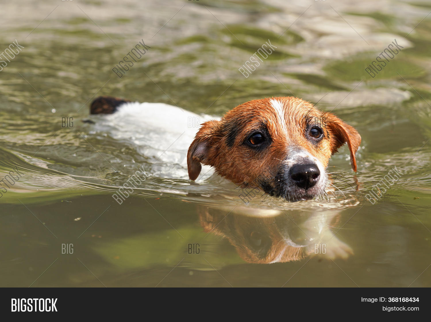 Small Jack Russell Image & Photo (Free Trial) | Bigstock