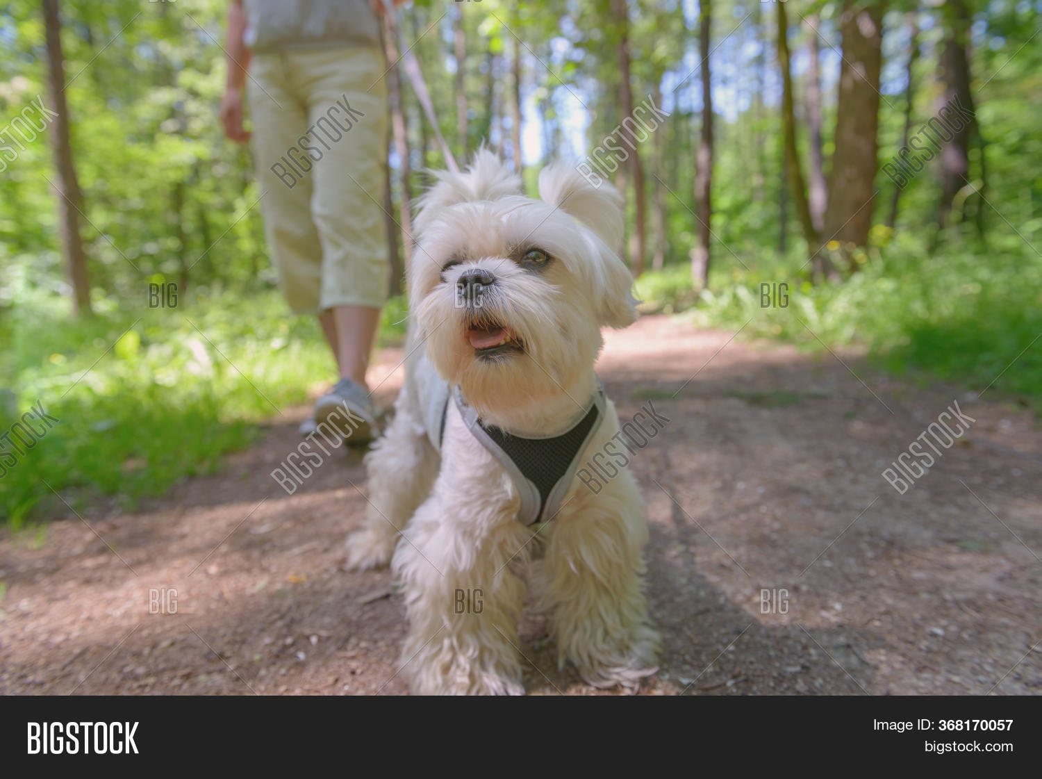 How Long Should I Walk My Maltese