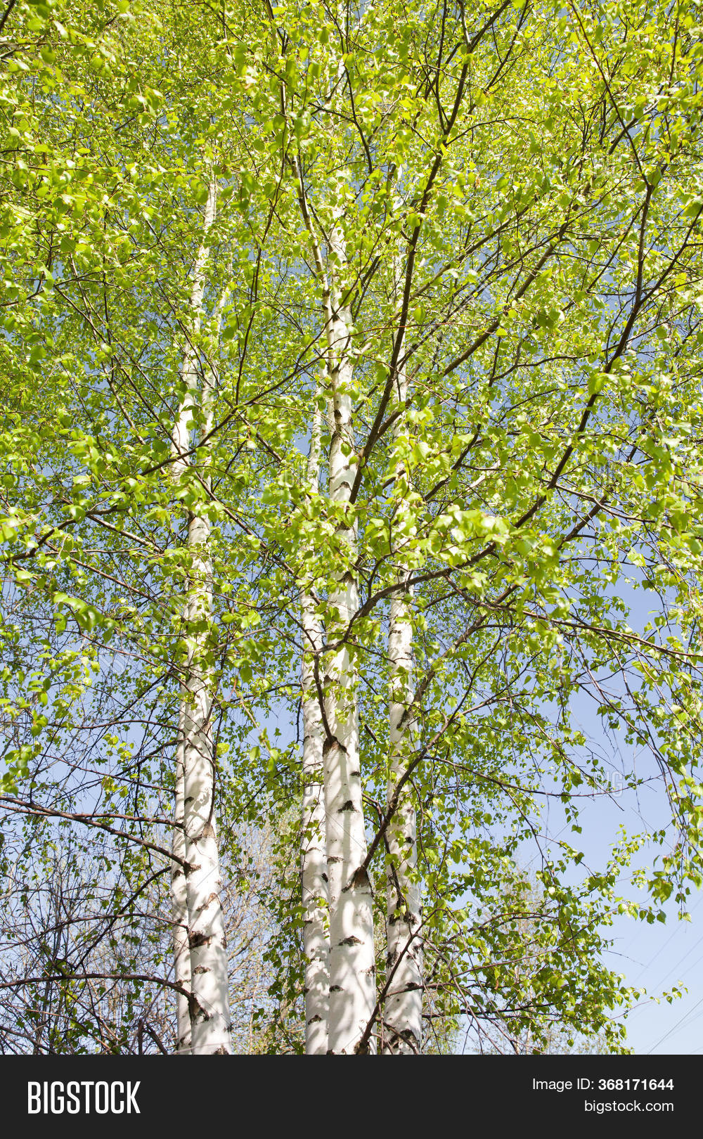 Blooming Birch Tree Image & Photo (Free Trial) | Bigstock