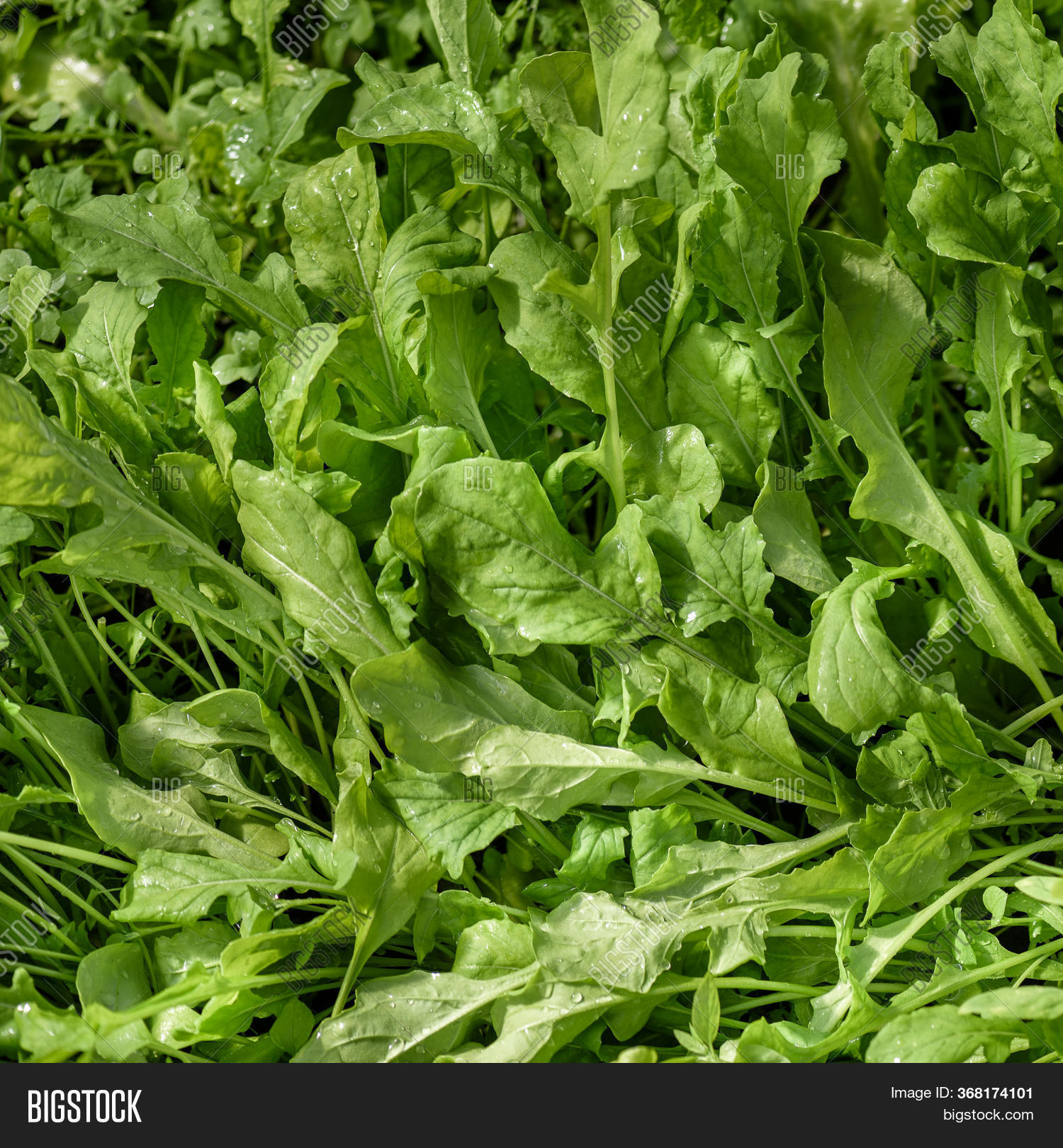 Young, Green Rucola Image & Photo (Free Trial) | Bigstock