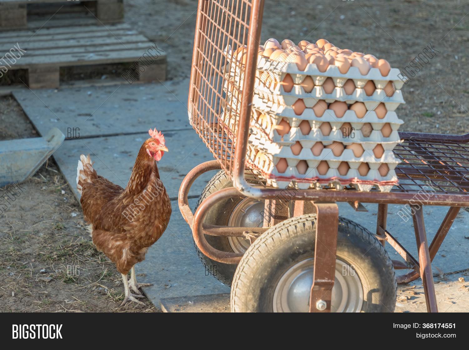 Single Chicken Besides Image & Photo (Free Trial) | Bigstock
