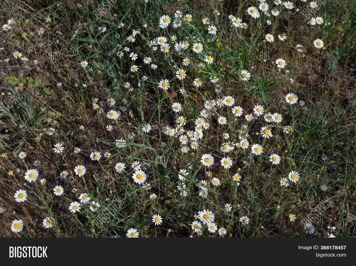 Texture Chamomile, Image & Photo (Free Trial) | Bigstock