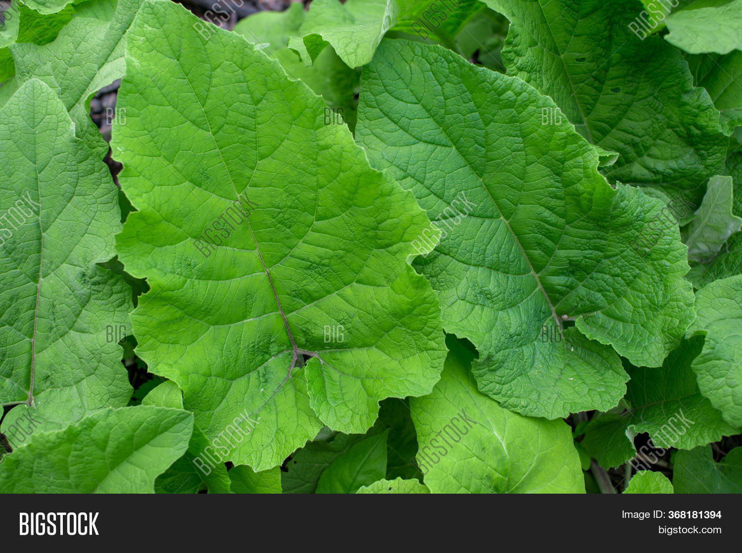 Burdock Large Green Image & Photo (Free Trial) | Bigstock
