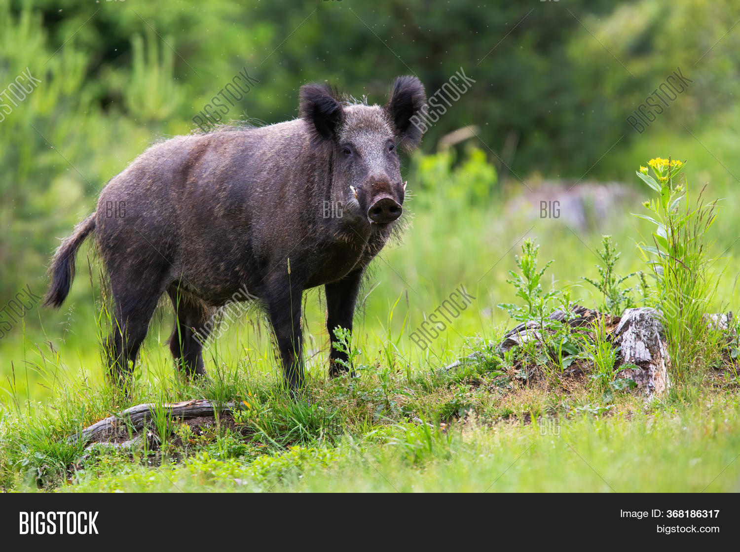 Wild Boar Male Long Image & Photo (Free Trial) | Bigstock