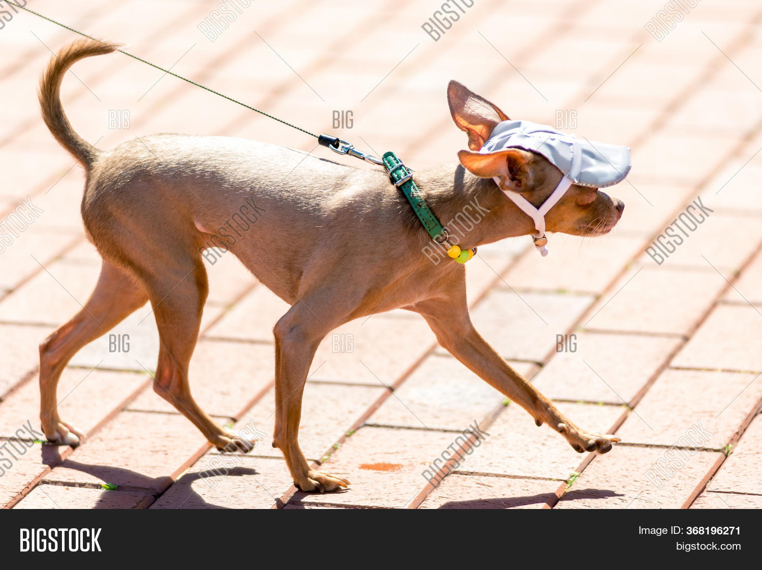 Small Beige Dog Runs Image & Photo (Free Trial) | Bigstock