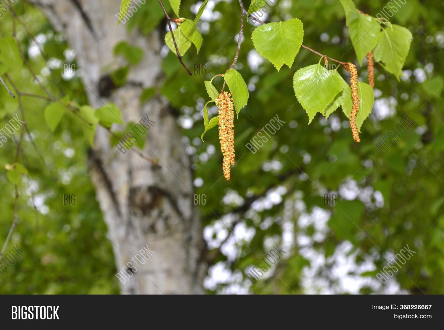 Young Fresh Birch Image & Photo (Free Trial) | Bigstock