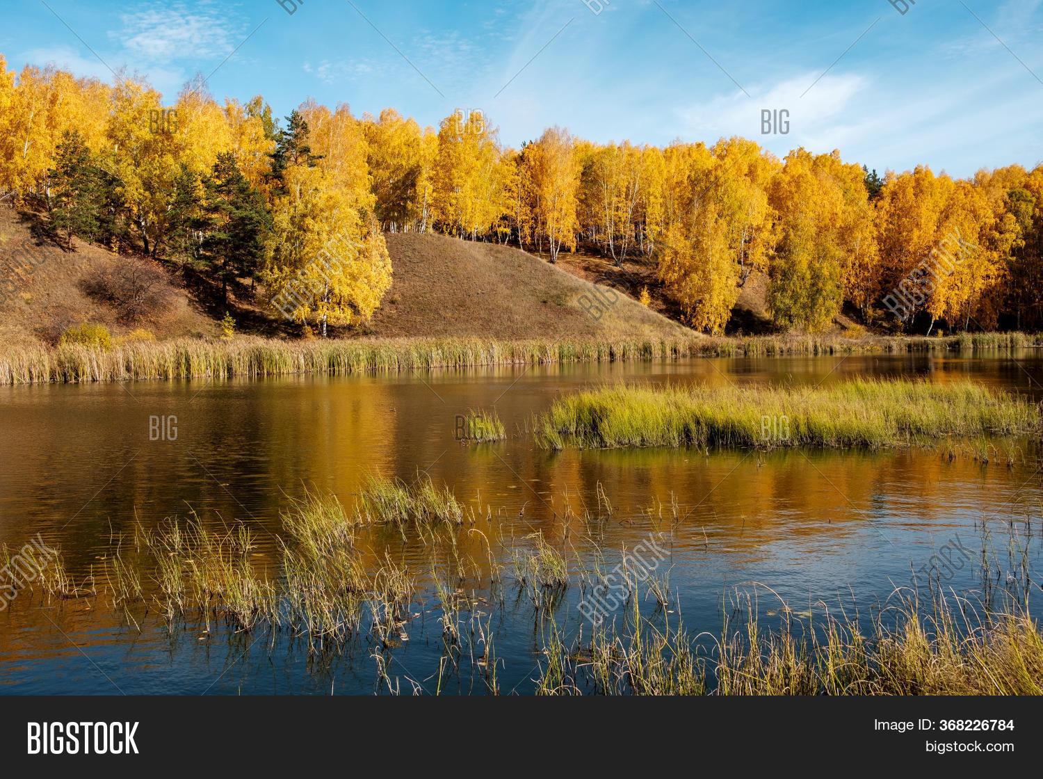 Wetland Autumn Trees Image & Photo (Free Trial) | Bigstock