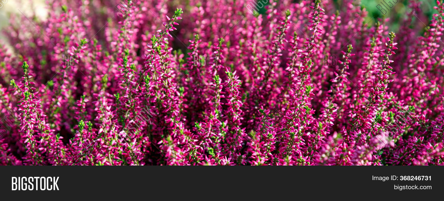 Beautiful Lilac Red Image & Photo (Free Trial) | Bigstock