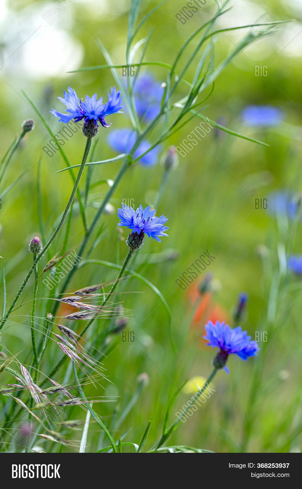 Blue Cornflowers Field Image & Photo (Free Trial) | Bigstock