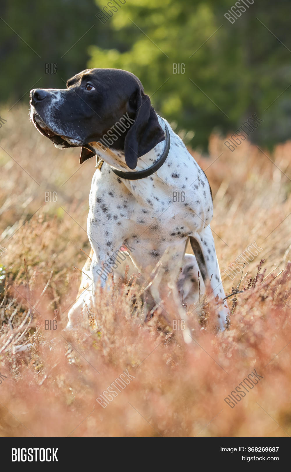 Dog English Pointer Image & Photo (Free Trial) | Bigstock