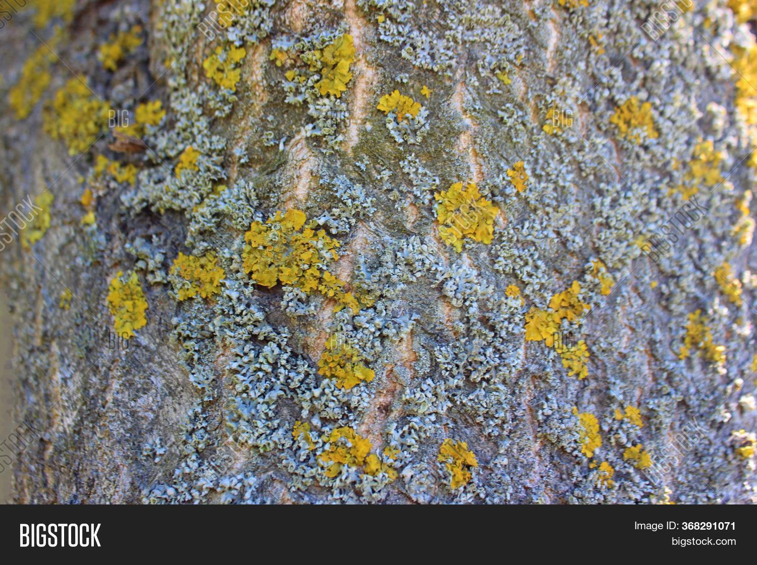 Lichen On Tree Bark, Image & Photo (Free Trial) | Bigstock