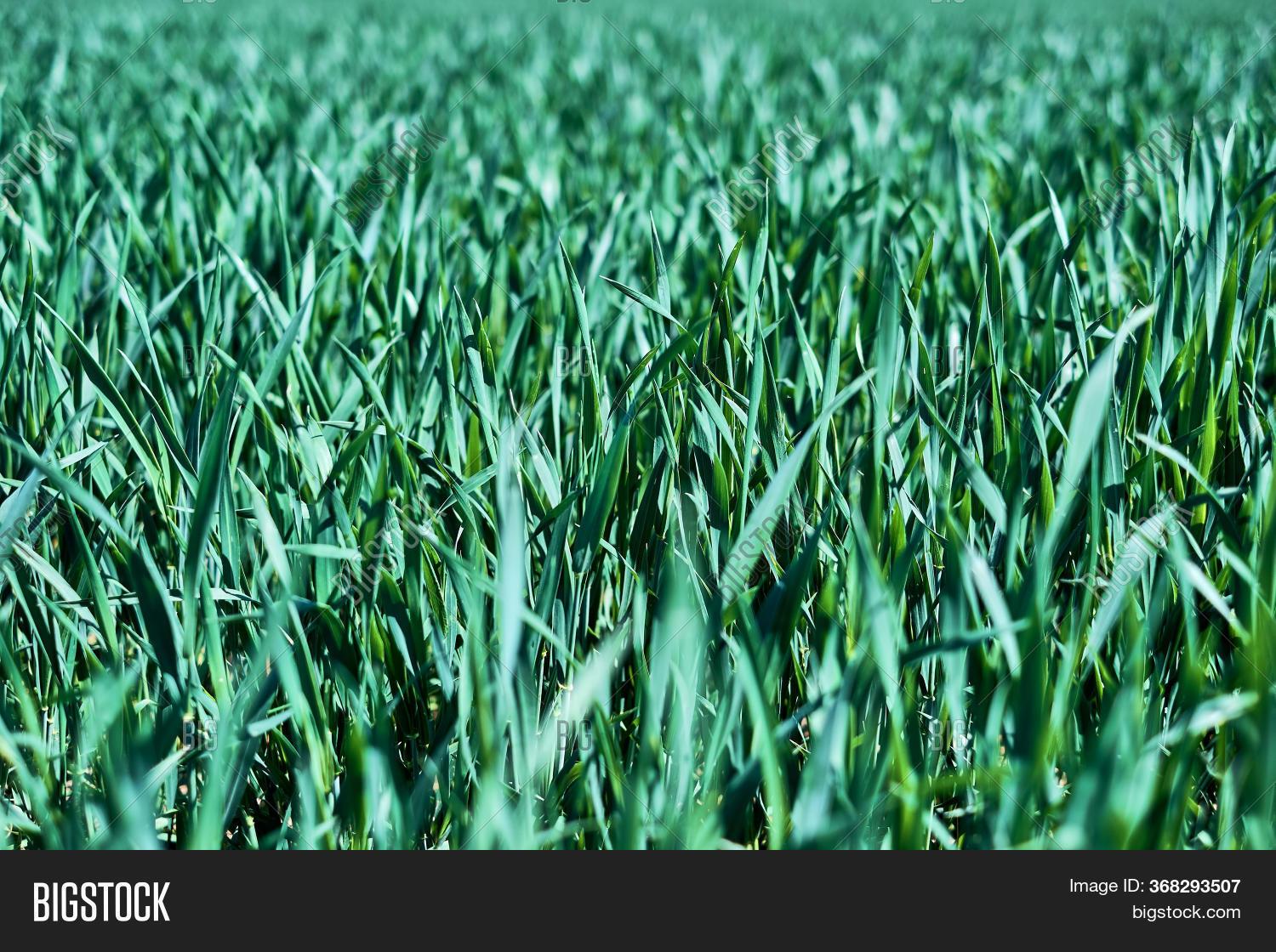 Fresh Cereal Field Image & Photo (Free Trial) | Bigstock