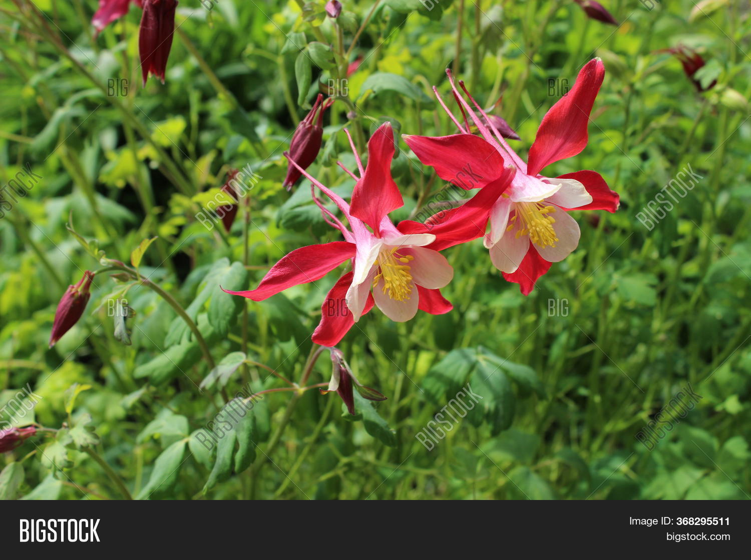 Red White Flowers. Image & Photo (Free Trial) | Bigstock
