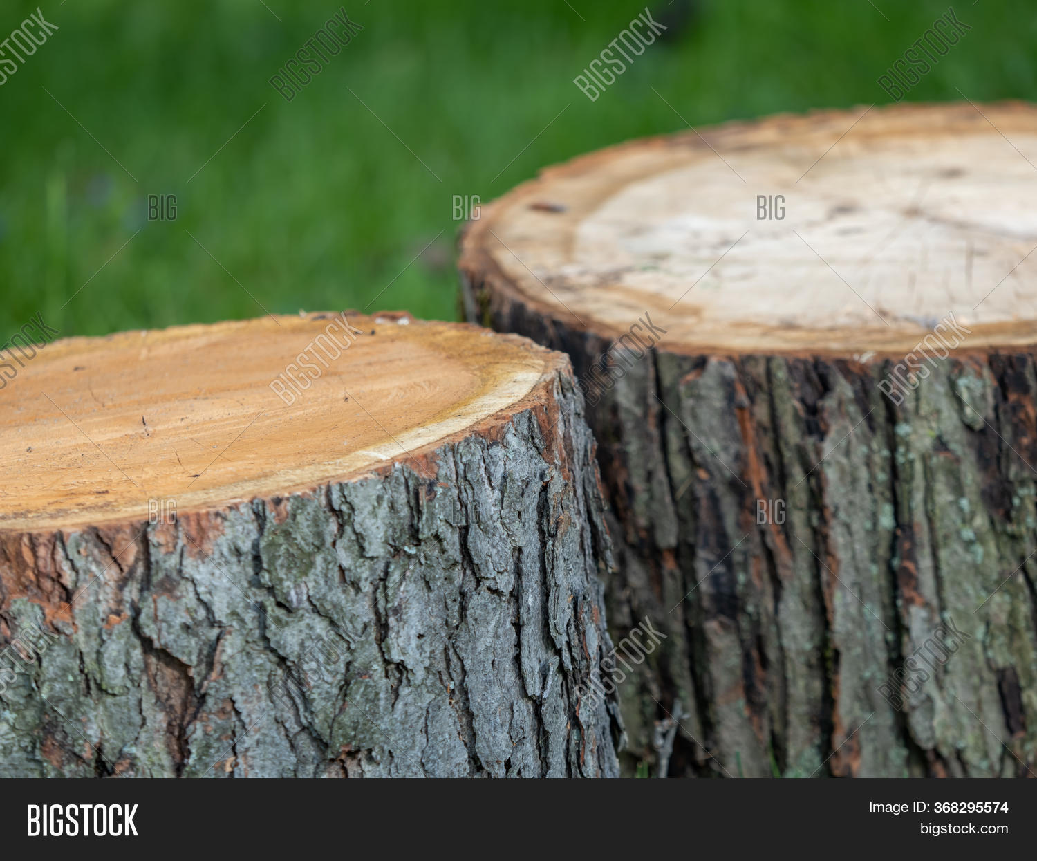 2 Tree Trunk Stumps Image & Photo (Free Trial) | Bigstock
