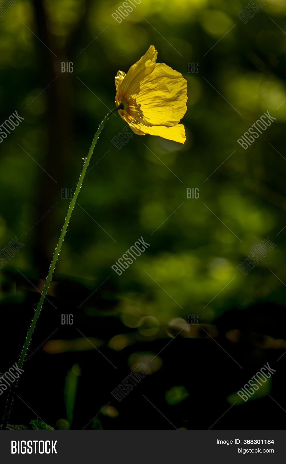 Wild Yellow Poppy Image & Photo (Free Trial) | Bigstock