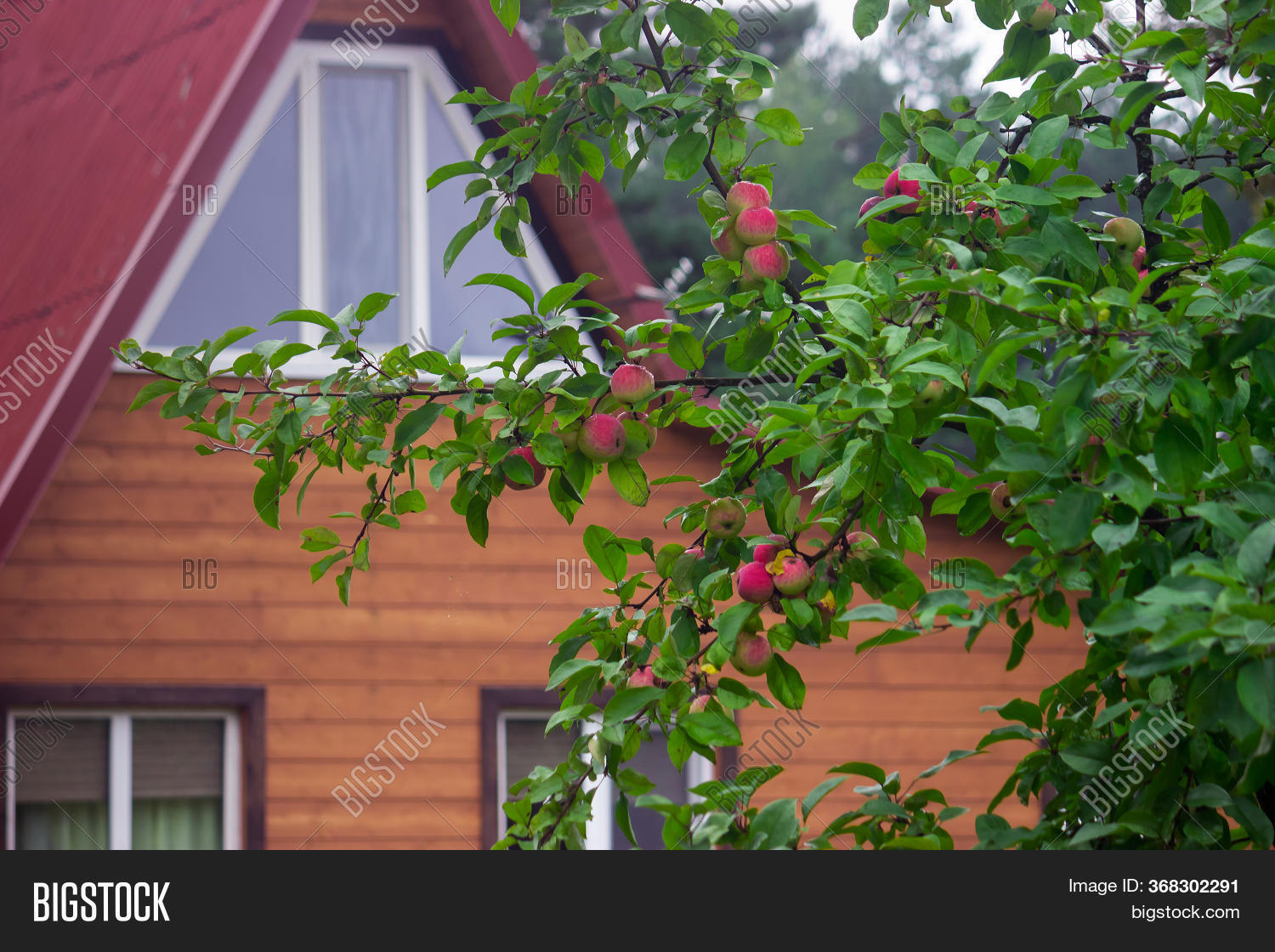 Branches Apple Tree Image & Photo (Free Trial) | Bigstock