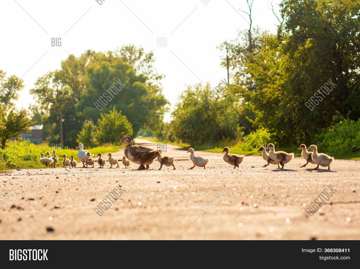 Duck Leads Ducklings Image & Photo (Free Trial) | Bigstock