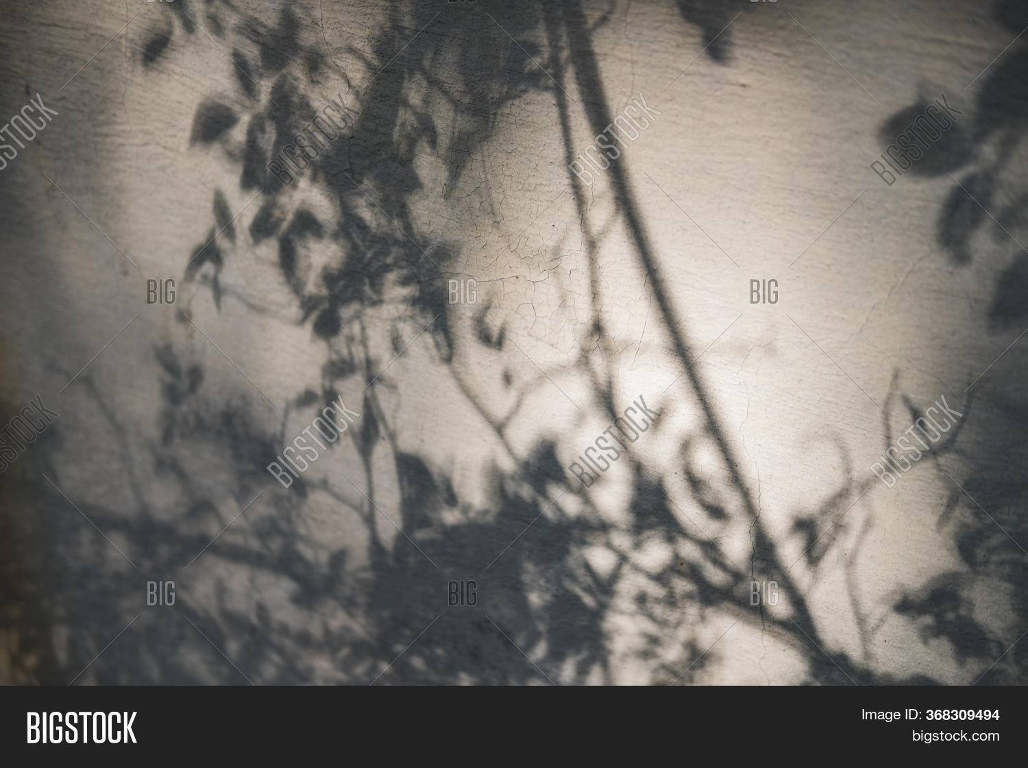 Shadows Tree Branches Image & Photo (Free Trial) | Bigstock