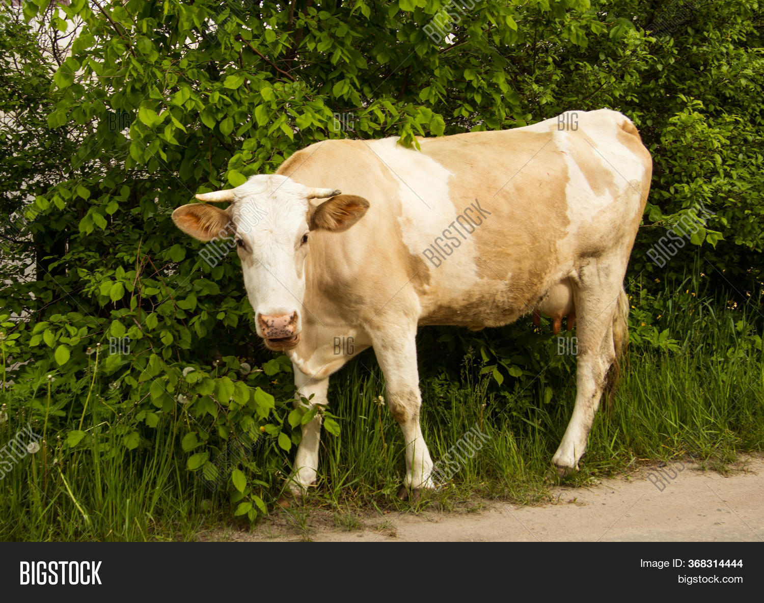 Young Red Cow White Image & Photo (Free Trial) | Bigstock