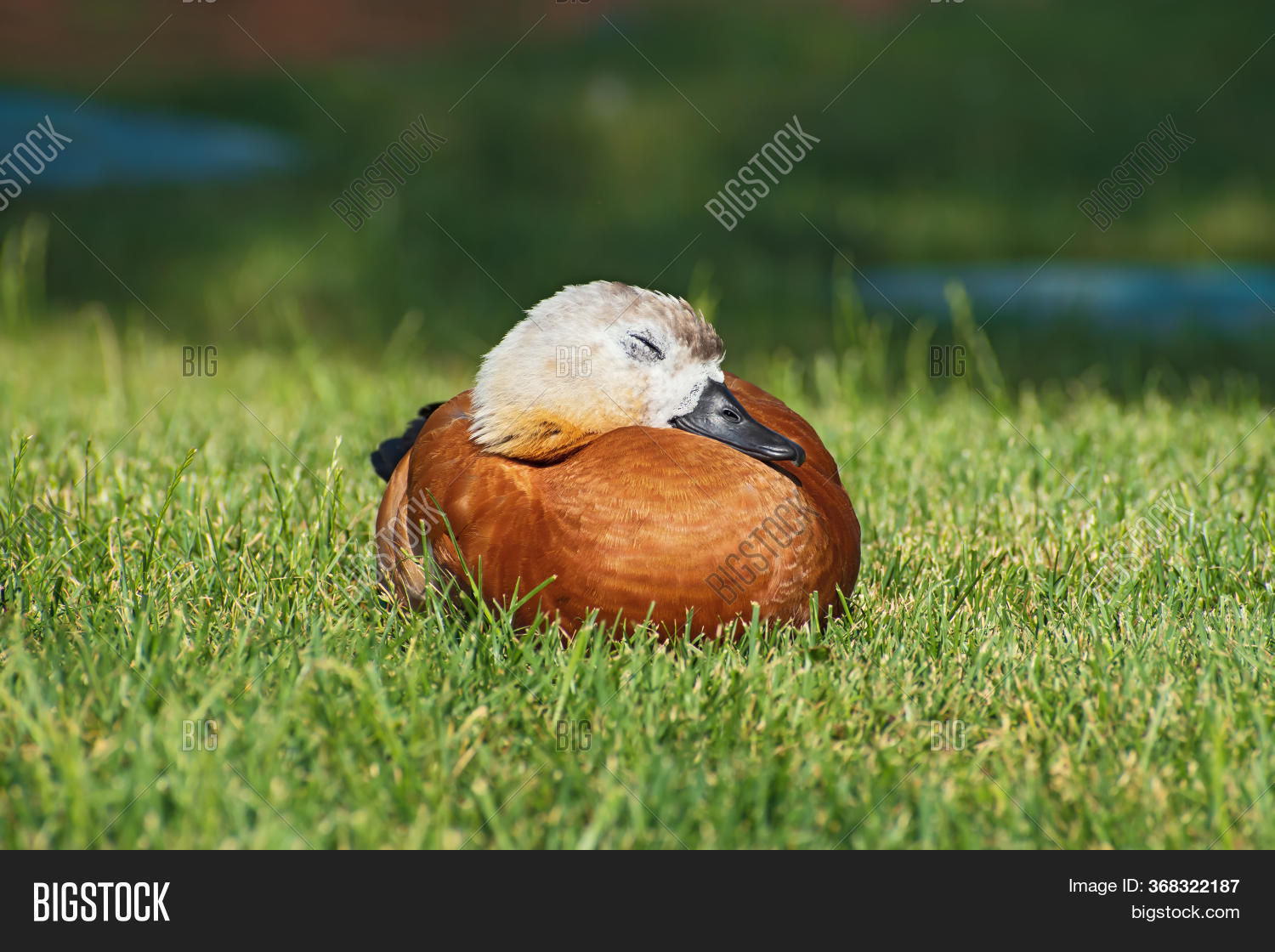 Sleeping Duckling Lies Image & Photo (Free Trial) | Bigstock