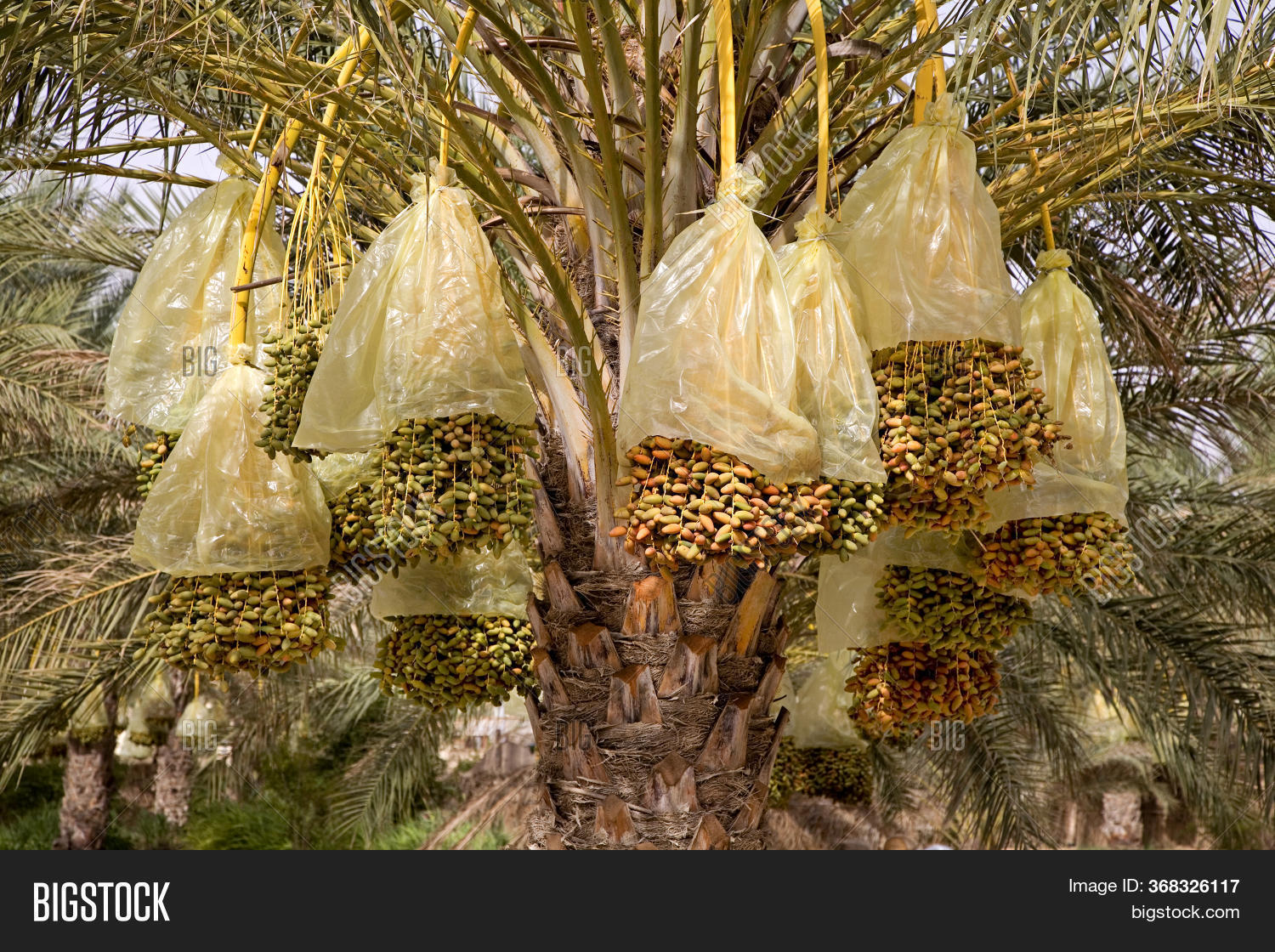 Fresh Dates Palm Tree Image & Photo (Free Trial) | Bigstock