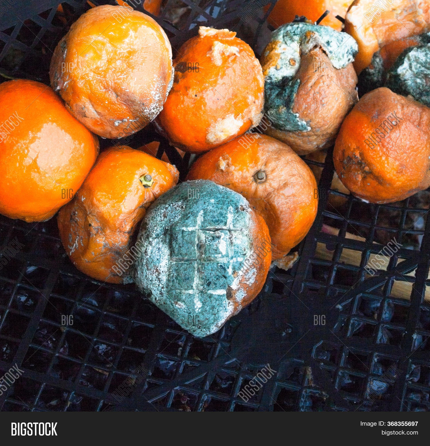 Rotten Mandarin Image & Photo (Free Trial) | Bigstock
