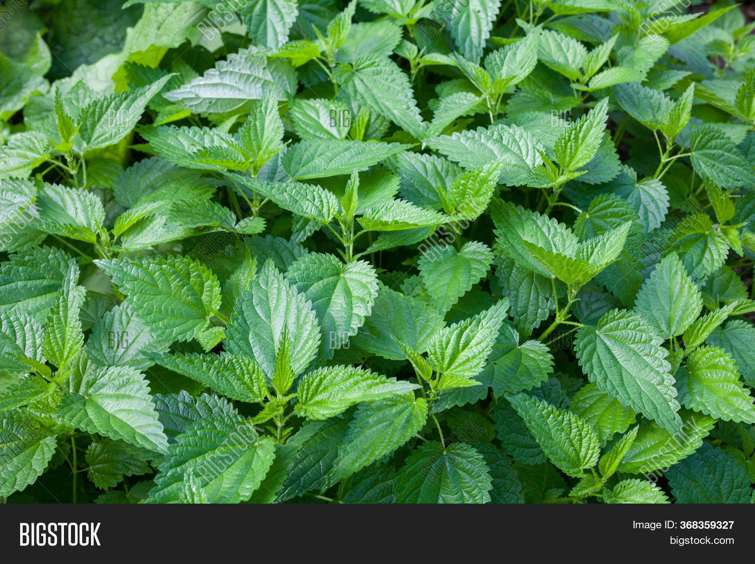 Stinging Nettles ( Image & Photo (Free Trial) | Bigstock