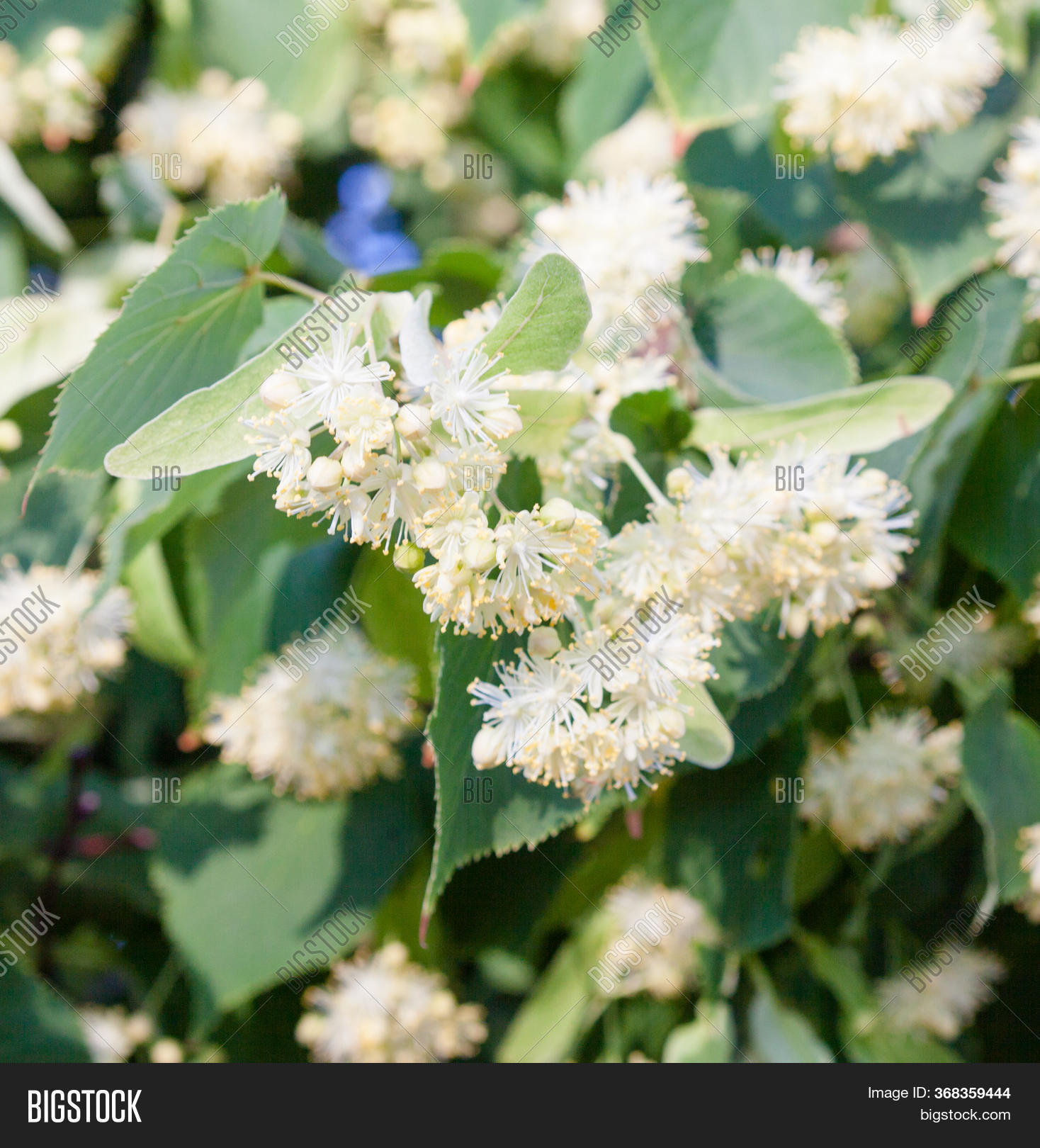 Lime Tree (linden) Image & Photo (Free Trial) | Bigstock