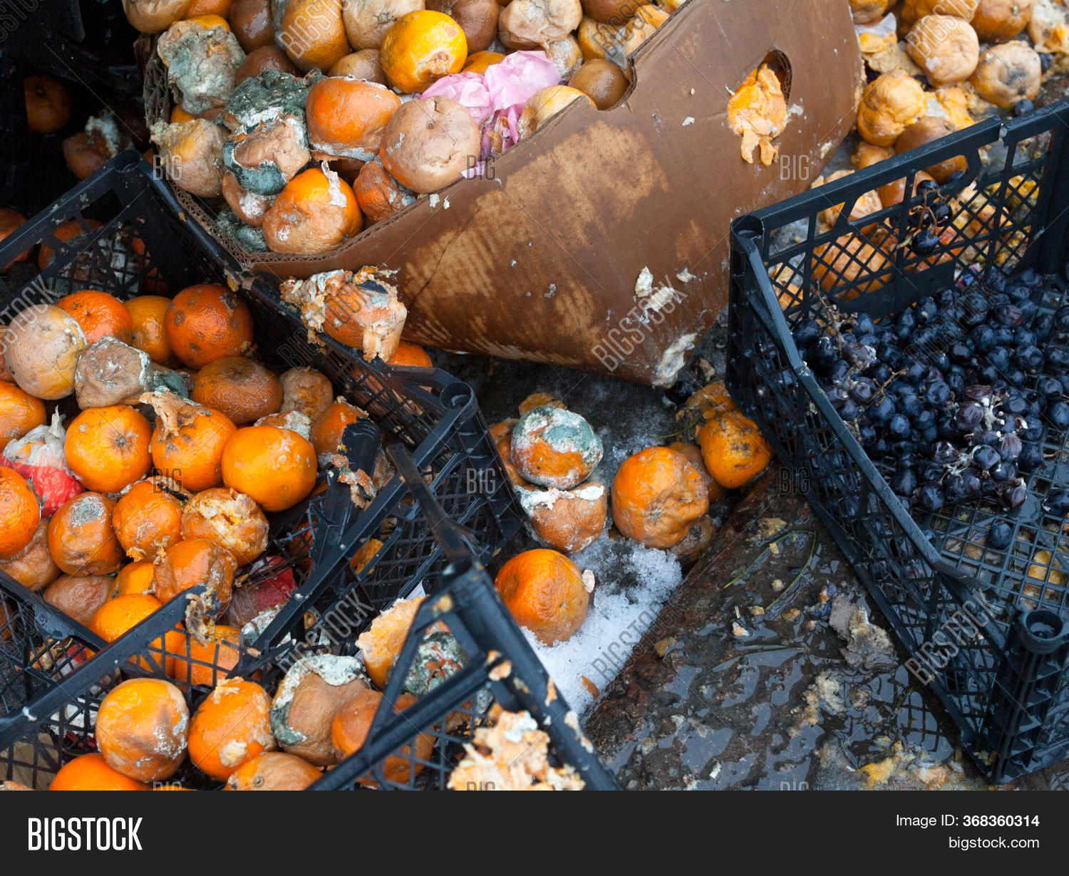Rotten Mandarin Image & Photo (Free Trial) | Bigstock