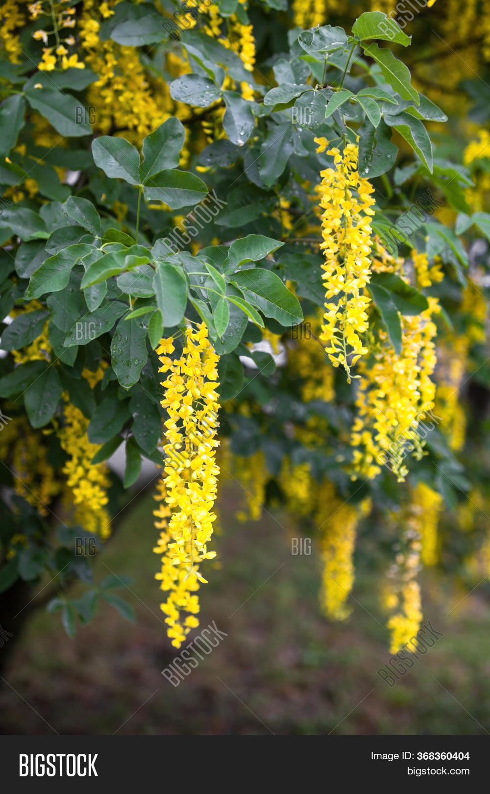 Blooming Laburnum Tree Image & Photo (Free Trial) | Bigstock