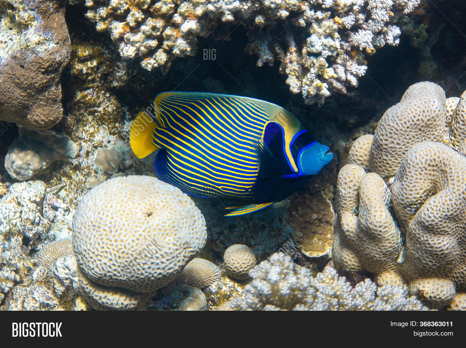 Emperor Angelfish ( Image & Photo (Free Trial) | Bigstock