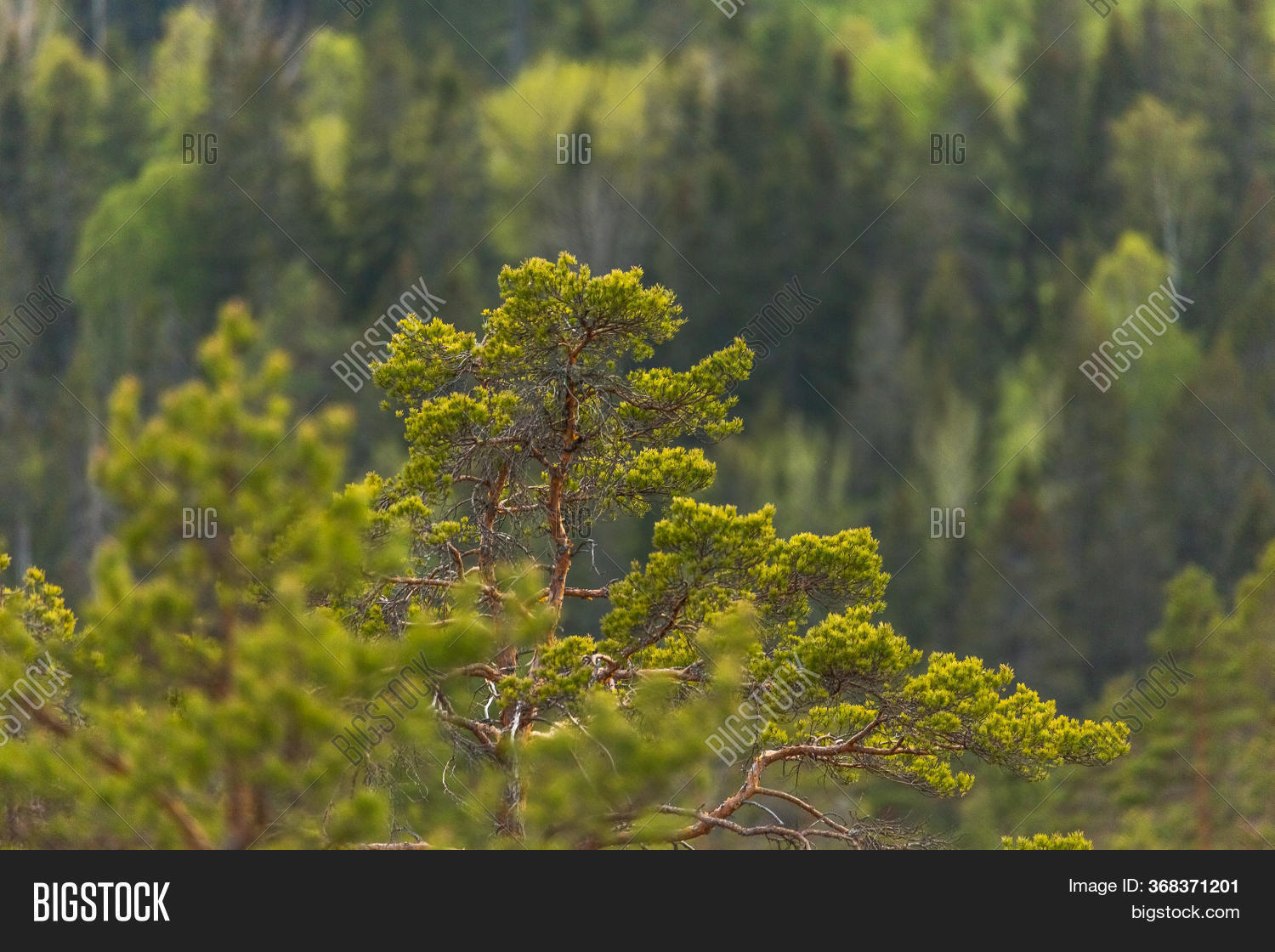 Curved Pine Tree On Image & Photo (Free Trial) | Bigstock