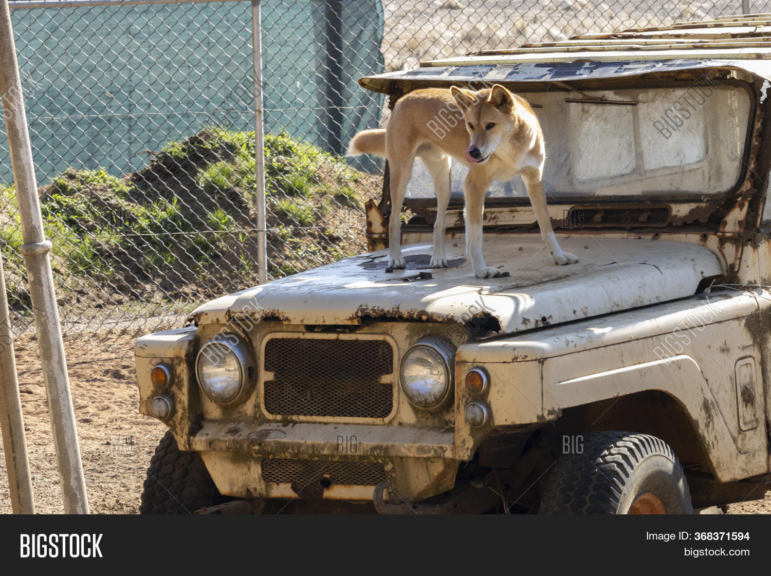 Dingo Standing On Old Image & Photo (Free Trial) | Bigstock